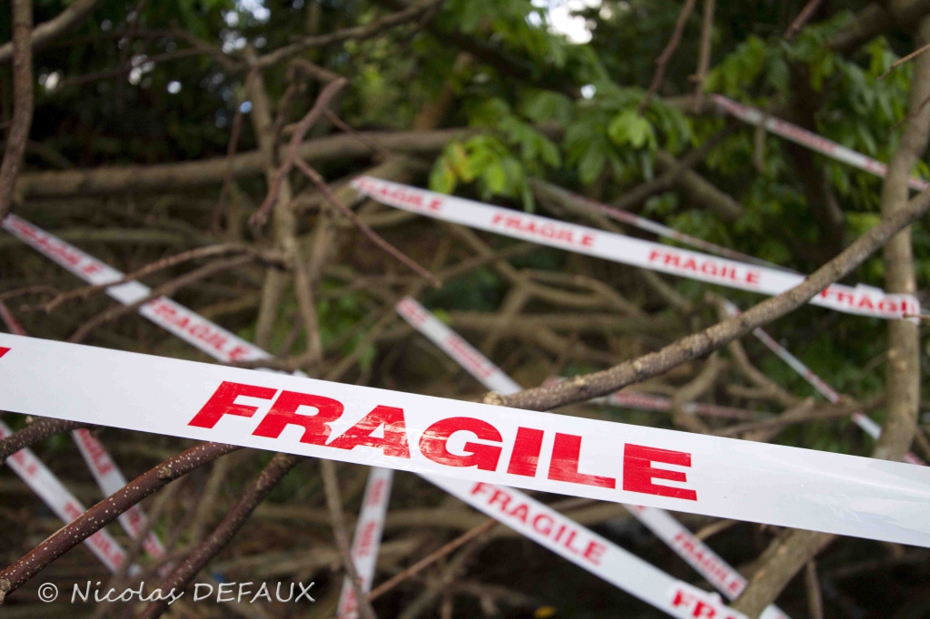 Fragile - Guy Gabon ArtivisteGuy Gabon Artiviste